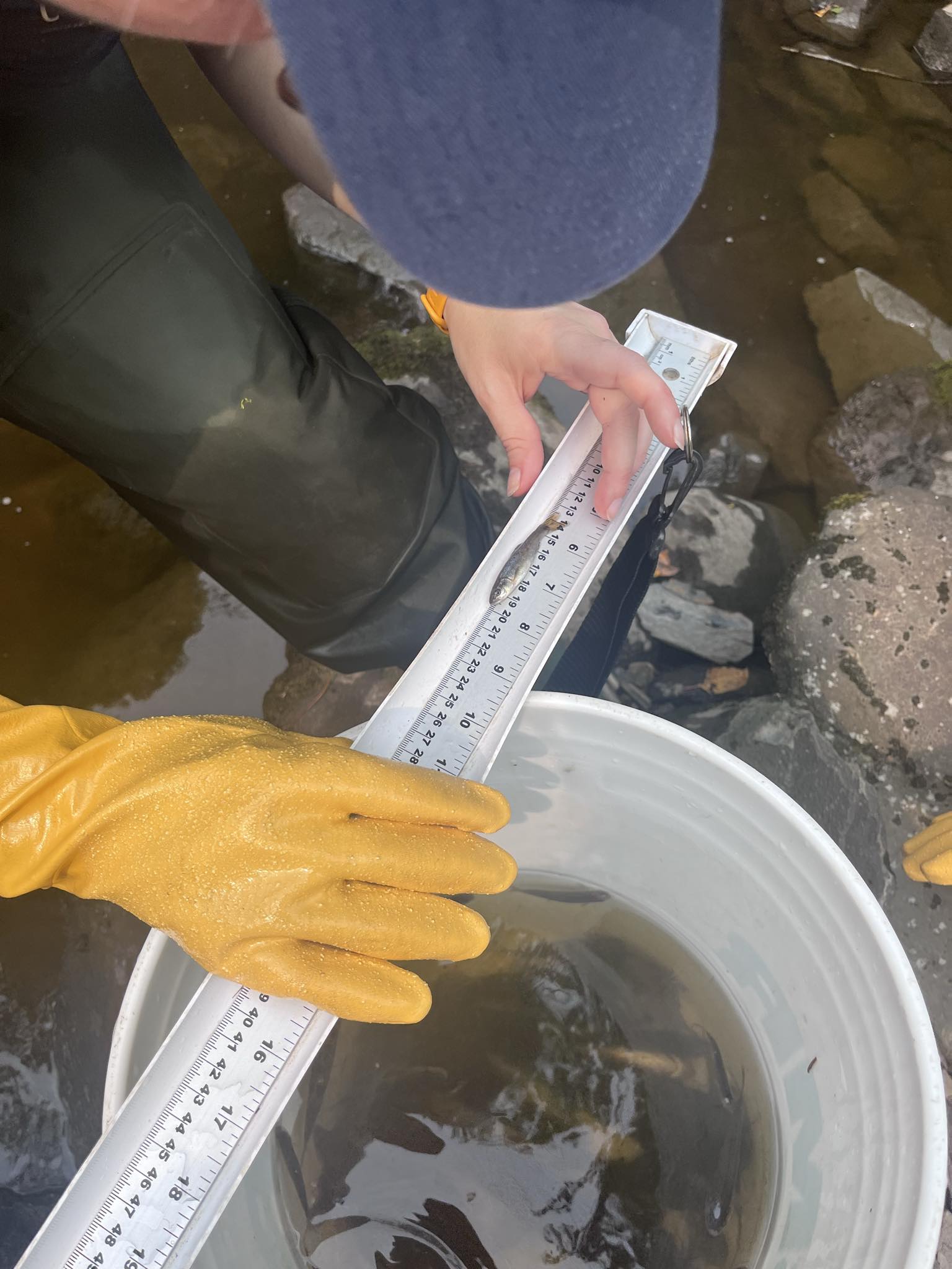 Mesure-identification-poissons - COBARIC